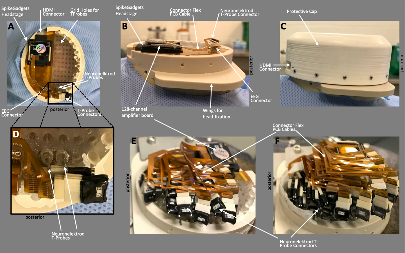 Volumetric Mesoscopic Electrophysiology: A New Imaging Modality For The Non-Human Primate - Plexon